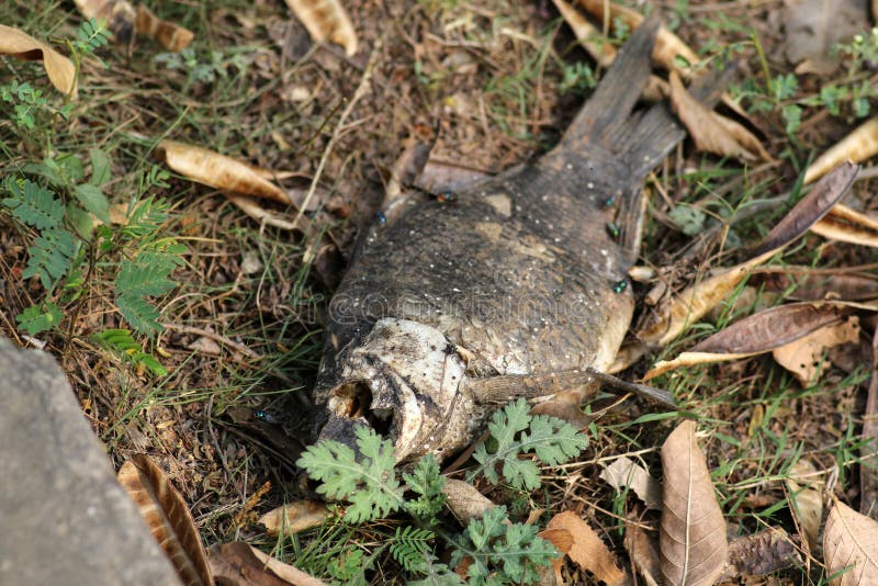 Dead fish stock image. Image of flesh, scales, dead, outdoor - 61786381