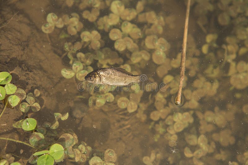 Dead Fish in the Contaminated Lake Water Stock Photo - Image of cichlid ...