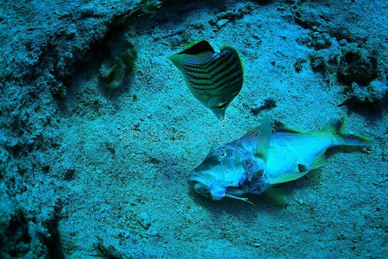 Dead fish on coral reef stock image. Image of global - 69415601