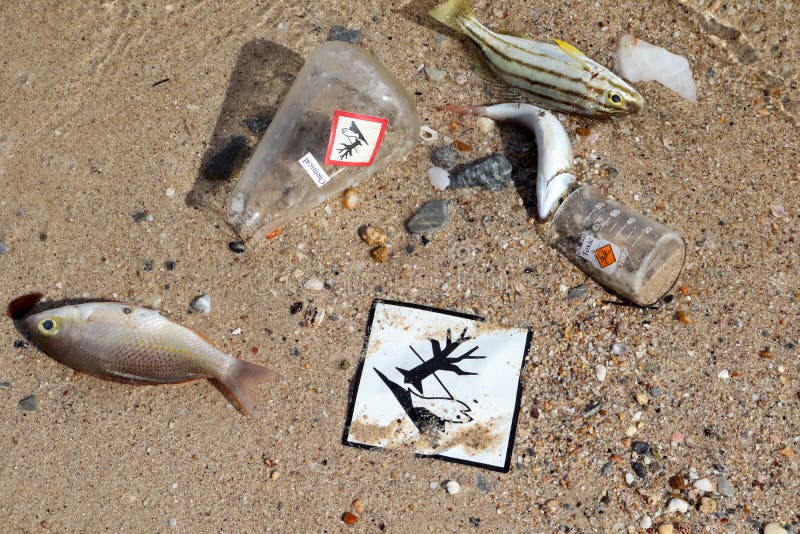 Dead Fish by Dangerous Chemicals Stock Photo - Image of dangerous ...