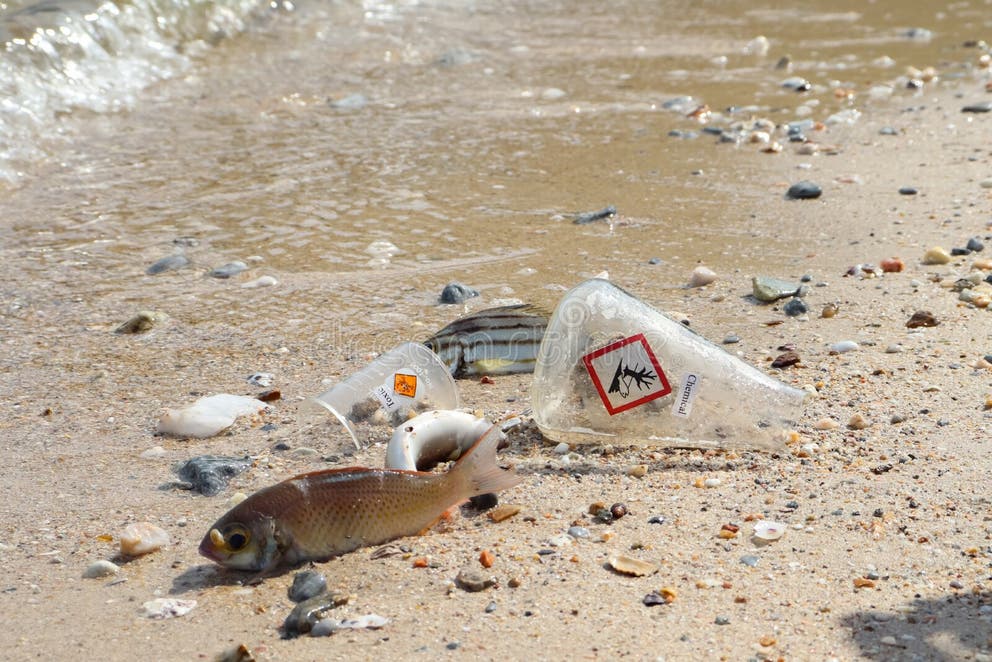 Dead Fish by Dangerous Chemicals Stock Image - Image of environmental ...