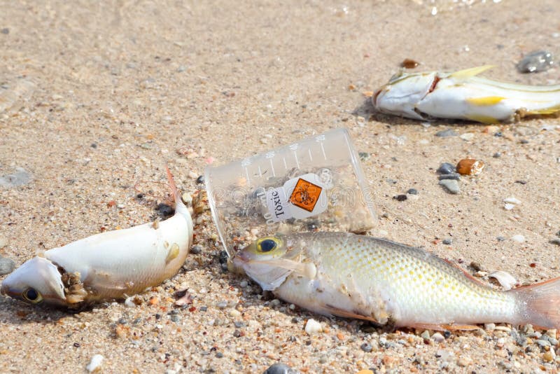 Dead Fish by Dangerous Chemicals Stock Image - Image of industrial ...