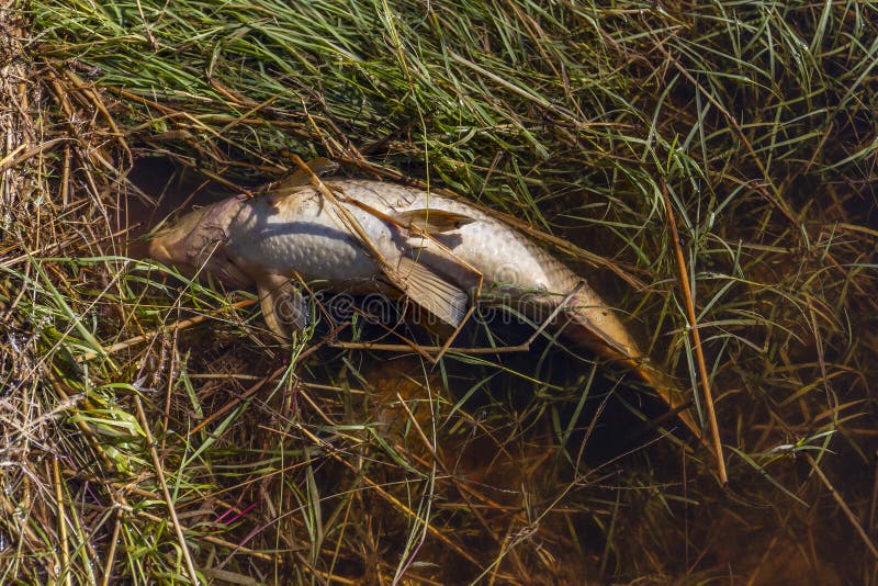 Dead fish stock photo. Image of agriculture, environment - 140610386
