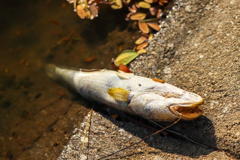 Dead fish stock image. Image of damage, fishing, acid - 202601143