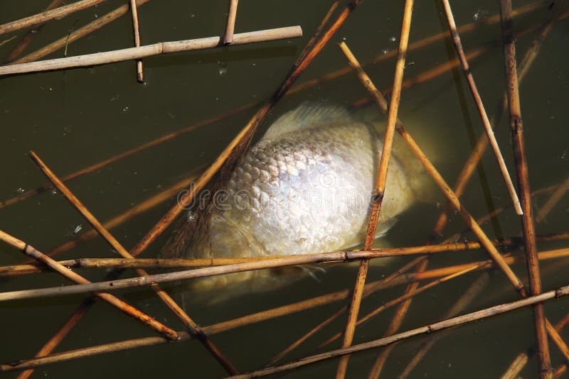 Dead fish stock photo. Image of dead, nature, water - 150995334