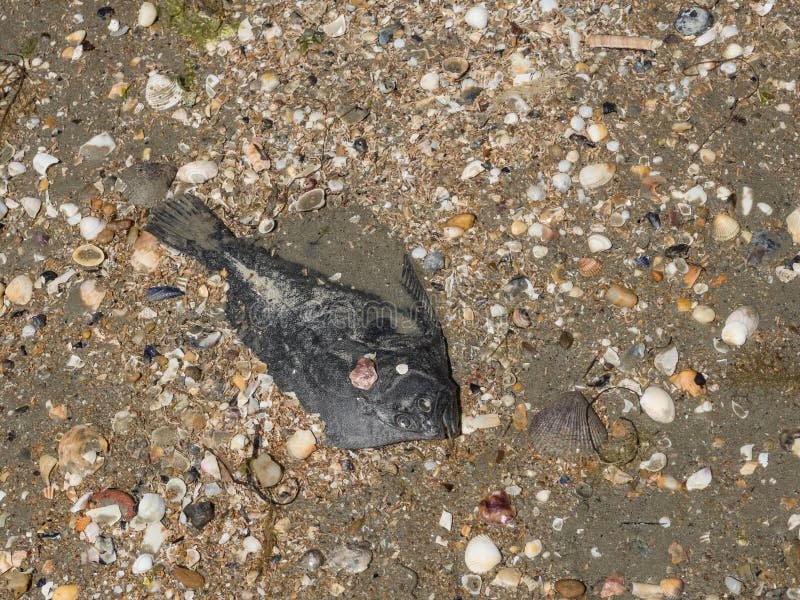 Dead fish stock photo. Image of rotten, decay, ecosystem - 148966900