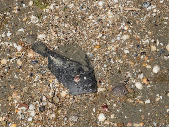 Dead fish stock photo. Image of rotten, decay, ecosystem - 148966900