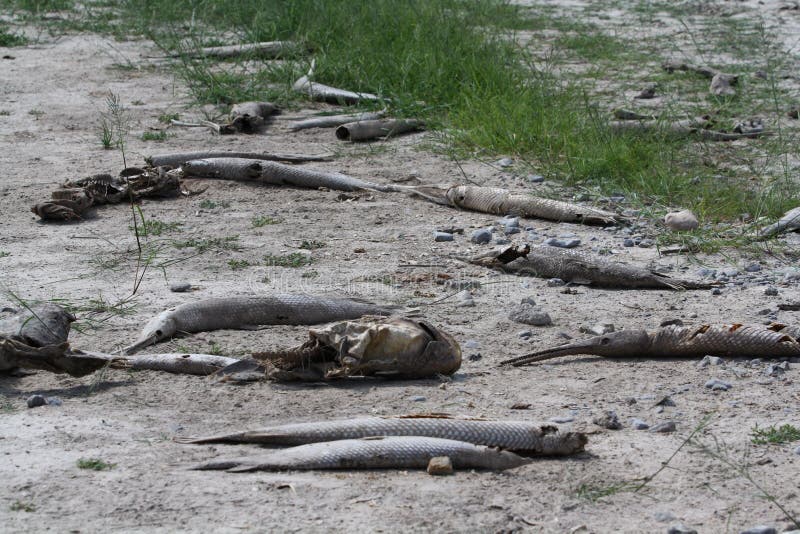Dead Fish Drought Tom Green County Texas Editorial Stock Photo - Image ...