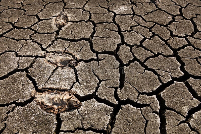 Dead fish on dry land stock photo. Image of summer, dirt - 27441628