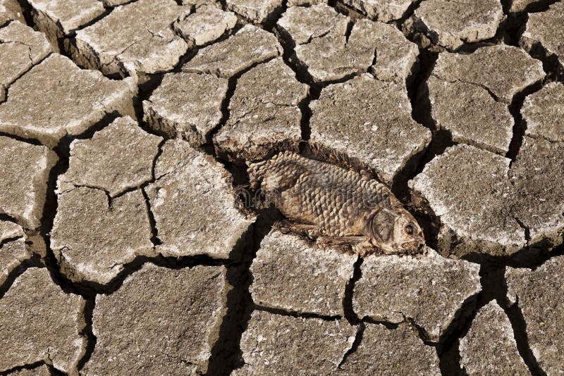 Dead fish on dry land stock photo. Image of summer, dirt - 27441628