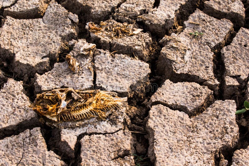 Dead Fish Dry Land Global Warming Crisis Stock Image - Image of climate ...