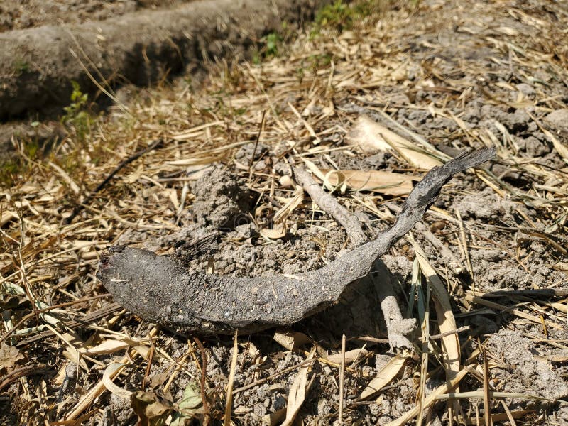 Dead Fish on the Dry Land. No Water in the River. Stock Image - Image ...