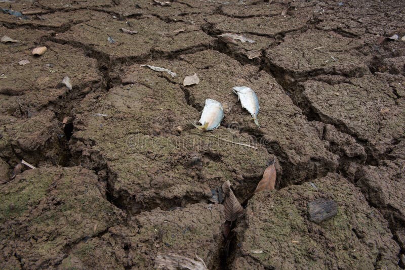 Dead Fish, Dry Land, World Disaster, Cracked Ground Background Stock ...