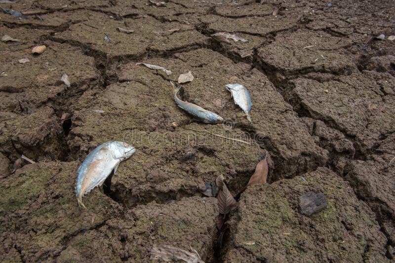 Dead Fish, Dry Land, World Disaster, Cracked Ground Background Stock ...