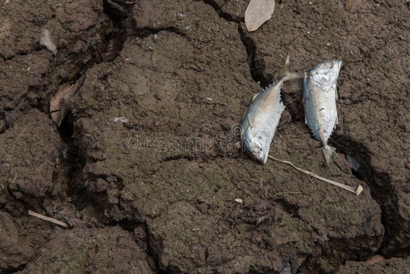 Dead Fish, Dry Land, World Disaster, Cracked Ground Background Stock ...