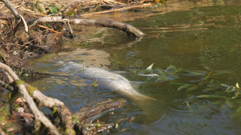 Dead Fish in Ecologically Dirty Water Stock Footage - Video of dead ...
