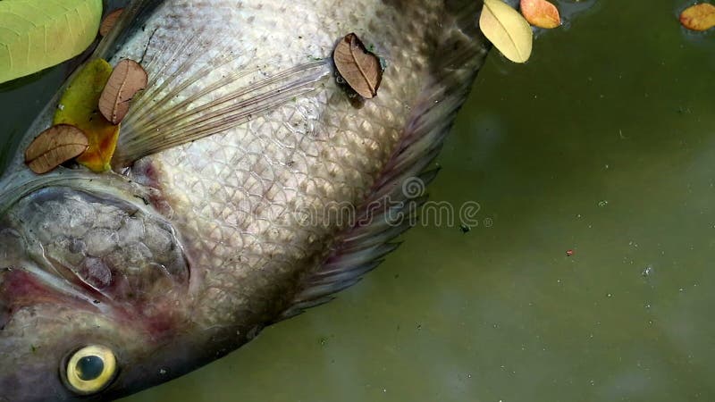Dead Fish and Fallen Leaves Floating on Planktonic Algae Water Stock ...
