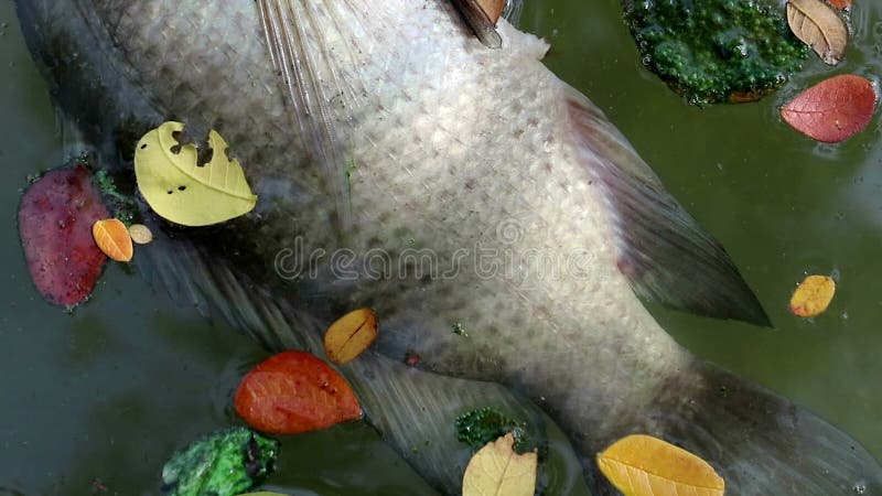 Dead Fish and Fallen Leaves Floating on Planktonic Algae Water Stock ...