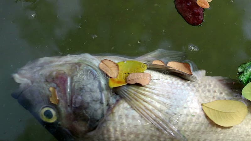 Dead Fish and Fallen Leaves Floating on Planktonic Algae Water Stock ...