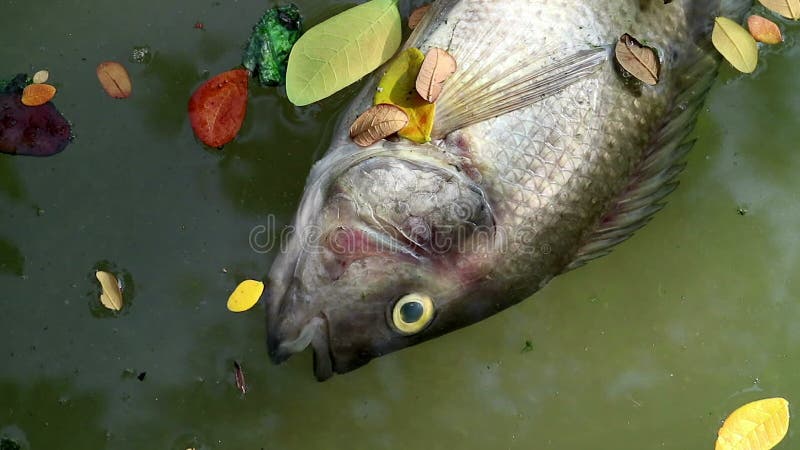Dead Fish and Fallen Leaves Floating on Planktonic Algae Water Stock ...