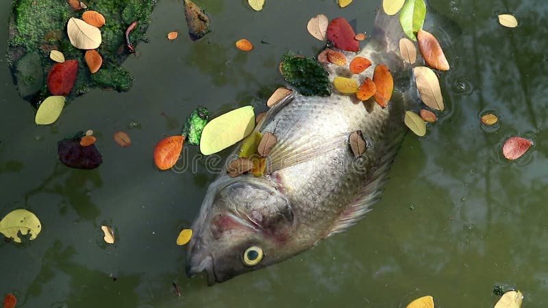 Dead Fish and Fallen Leaves Floating on Planktonic Algae Water Stock ...