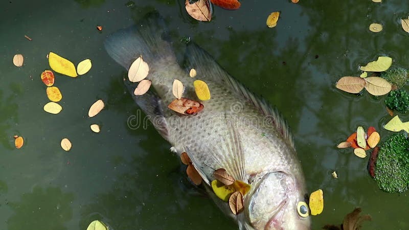 Dead Fish and Fallen Leaves Floating on Planktonic Algae Water Stock ...