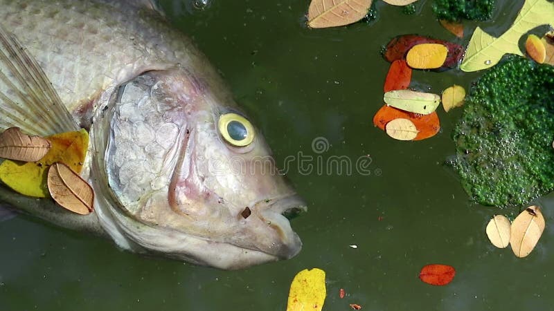 Dead Fish and Fallen Leaves Floating on Planktonic Algae Water Stock ...
