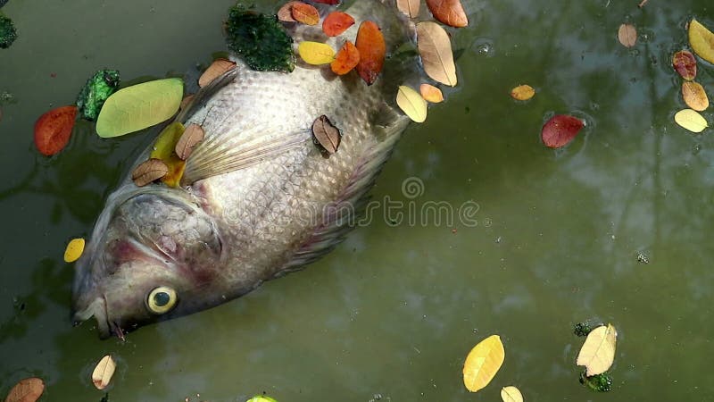 Dead Fish and Fallen Leaves Floating on Planktonic Algae Water Stock ...