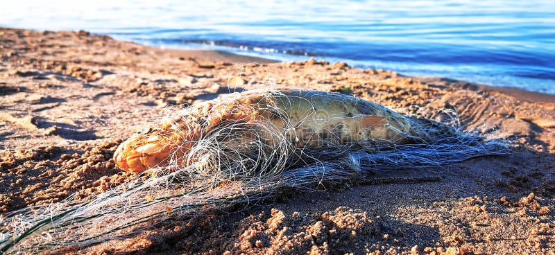 A Dead Fish in a Fishing Net Stock Photo - Image of boat, marine: 216513440