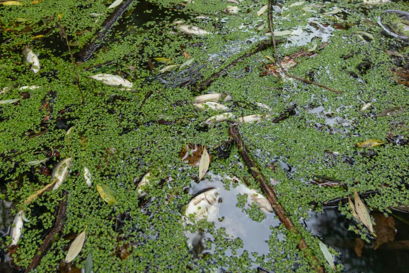 Dead Fish Float in Polluted Water in River Stock Image - Image of ...
