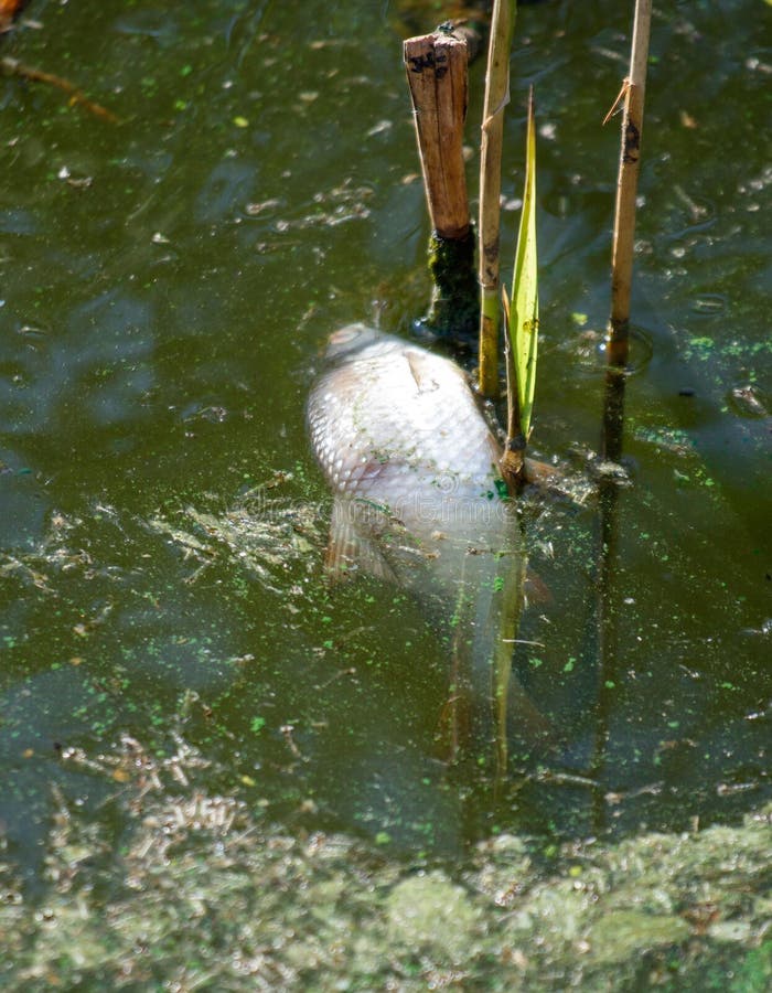 Dead Fish Float on the Surface of the Water in a Lake Stock Photo ...