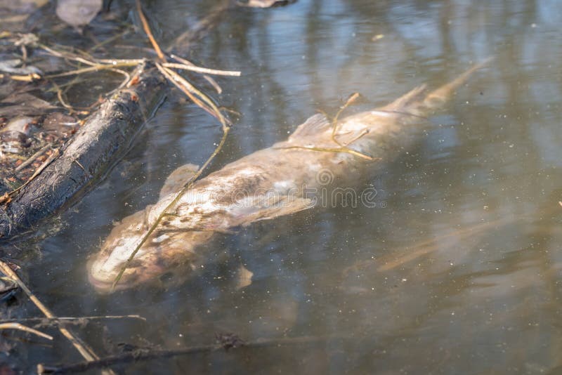 Dead Fish Float on Surface of Water in Polluted Lake or River Stock ...