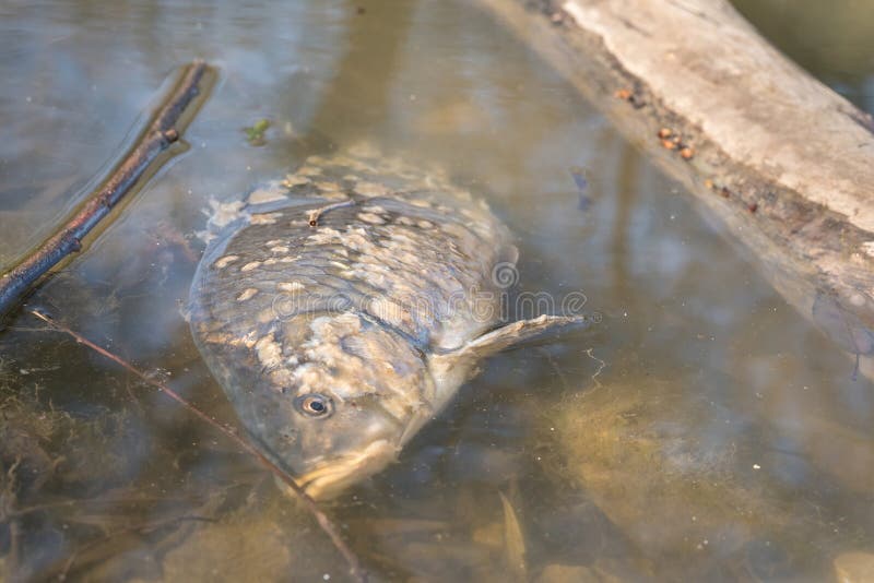Dead Fish Float on Surface of Water in Polluted Lake or River Stock ...