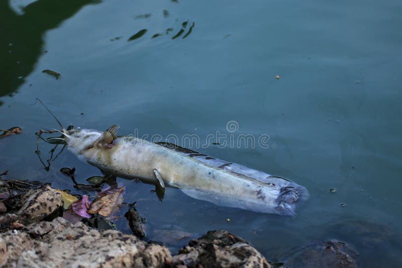 The Water is Poisonous and Lacks Oxygen. Causing the Catfish To Float ...