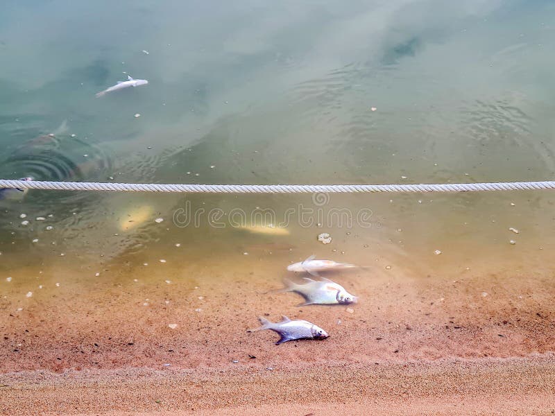 Dead Fish Float To the Surface, Polluted and Deprived of Oxygen ...