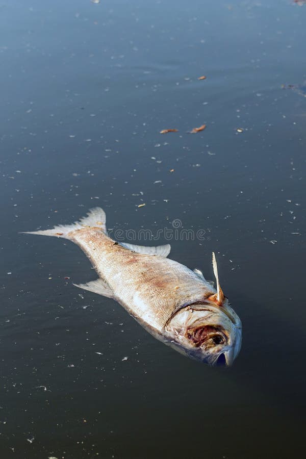 Dead Fish Float To the Surface of the Water. Polluted Water Stock Photo ...