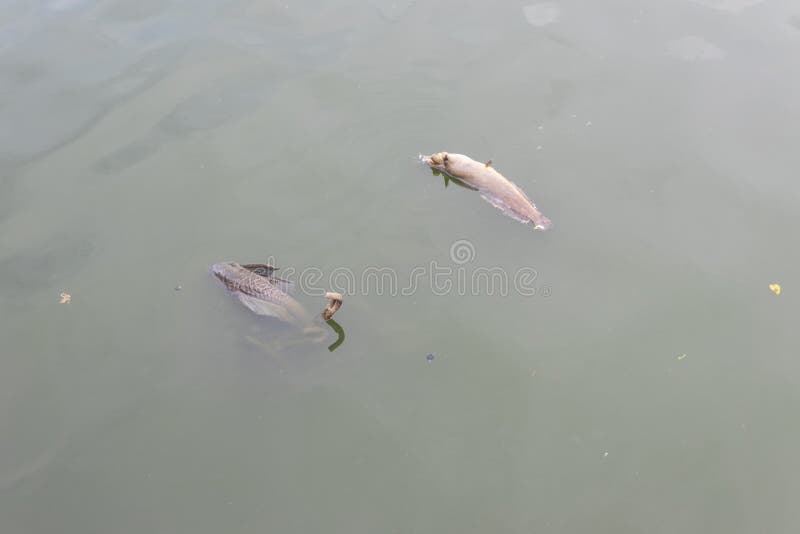 Dead Fish Float on Waste Water Stock Image - Image of life, animal ...