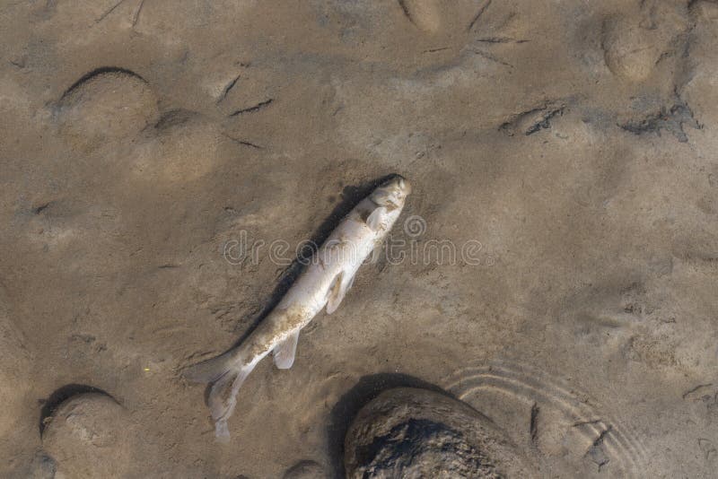 Dead Fish Floated in the Fresh Water of River Stock Image - Image of ...