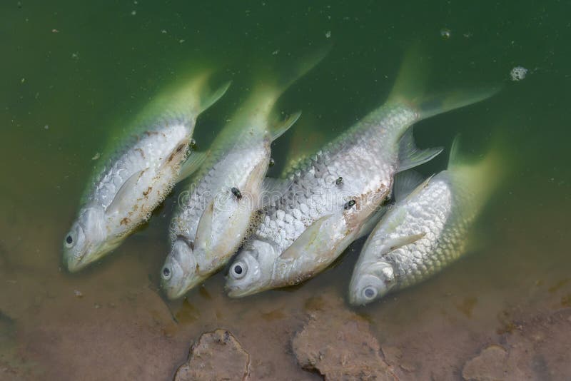Dead Fish Floated in the Green Waste Water. Stock Photo - Image of ...