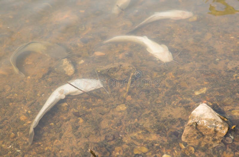 Dead Fish Floated in the Water Stock Image - Image of dead, environment ...