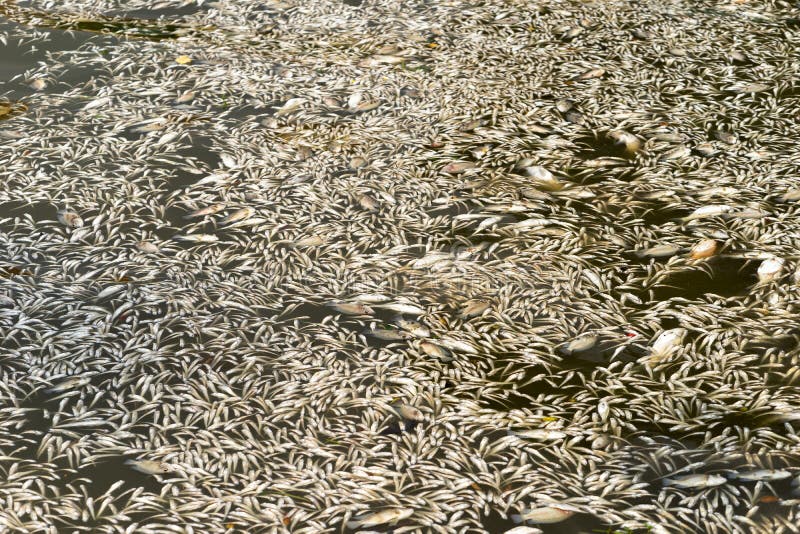 Dead Fish Floated in the Water Stock Image - Image of environment ...