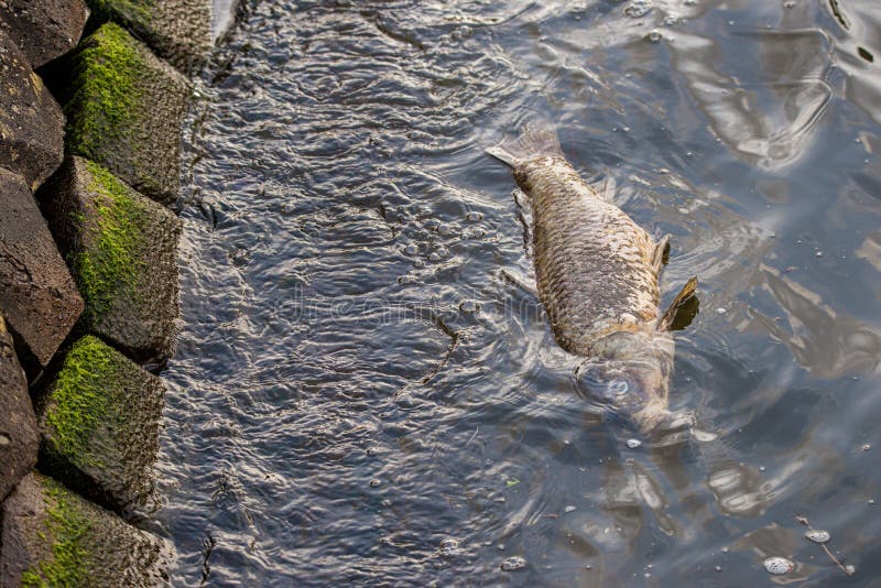 A Dead Fish Floating Along the Side of the River in Amsterdam Stock ...
