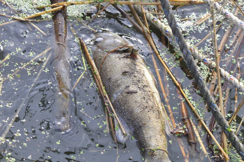 Dead Fish In Water