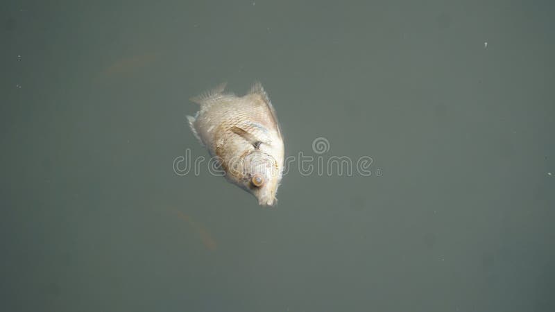 Dead Fish Floating Pond Stock Photos - Free & Royalty-Free Stock Photos ...