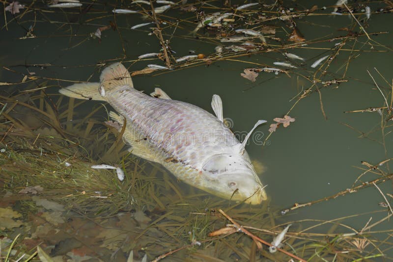 A Dead Fish Floating on the Water Surface Stock Photo - Image of ...