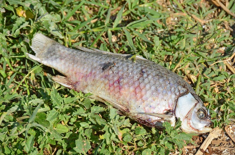 Dead fish and fly stock image. Image of grass, nature - 25295699