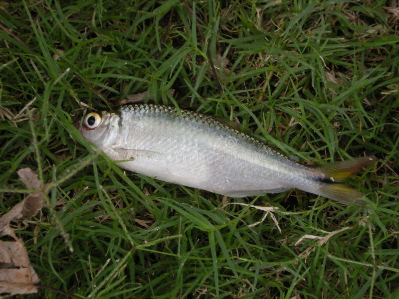 Dead fish in the grass stock image. Image of aquatic - 155776899