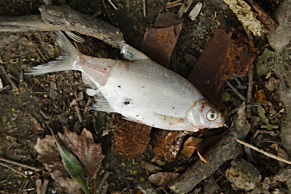 Dead fish stock photo. Image of death, pond, odor, fish - 44535360