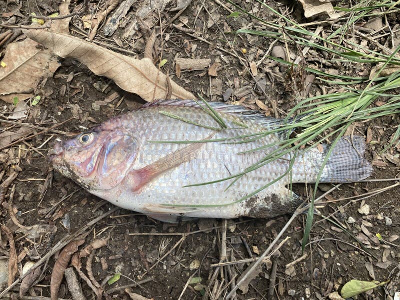 Dead fish on the ground stock photo. Image of environment - 211314964