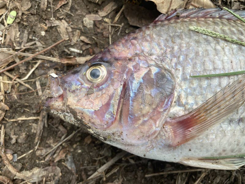 Dead fish on the ground stock image. Image of agriculture - 211314987